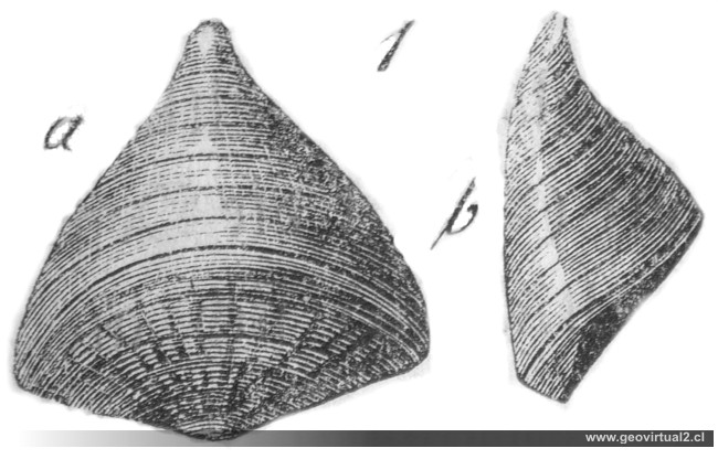 Burmeister (1851): "Braquiópodo: Calceola sandalica"